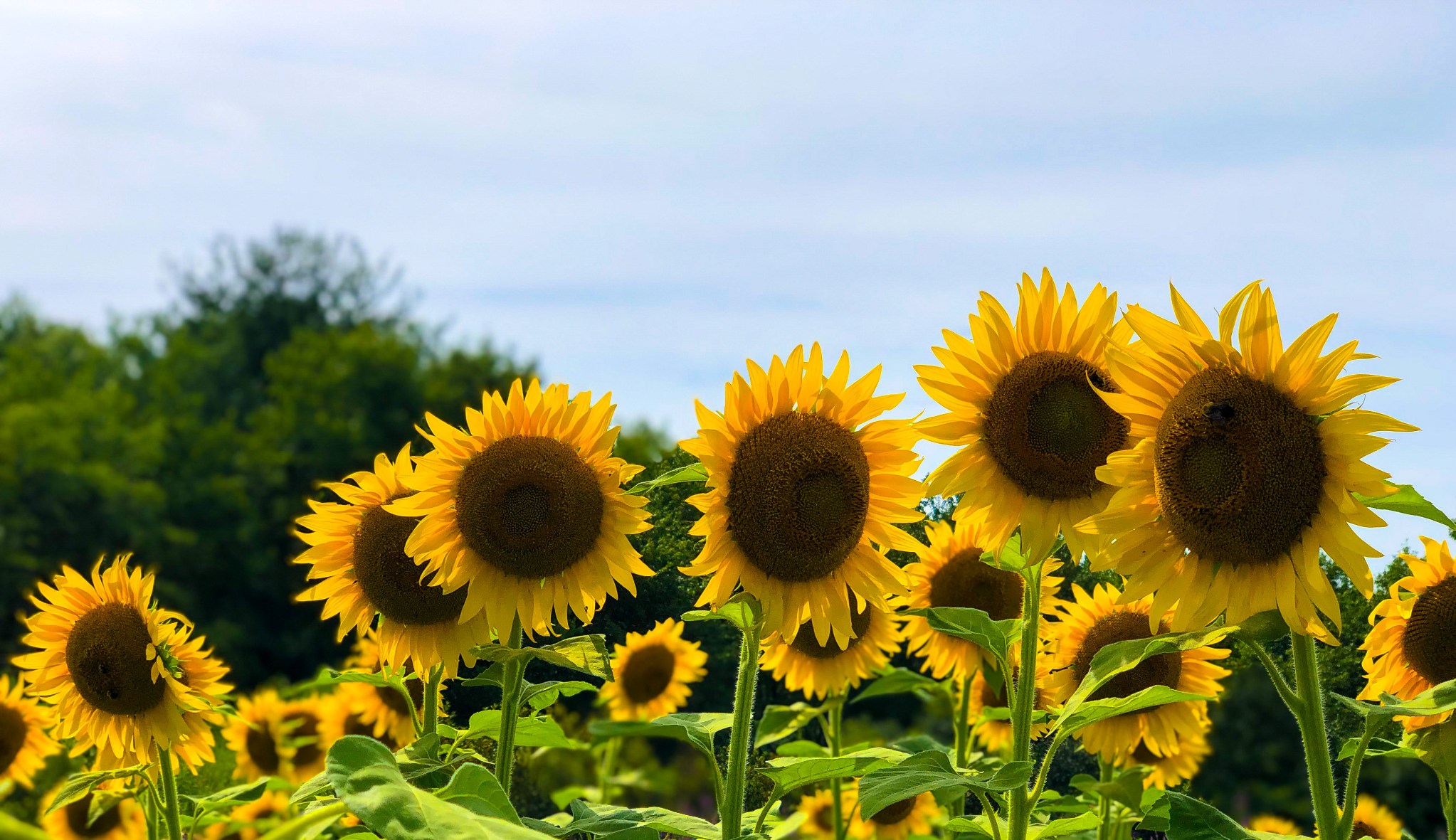 My Sunflower and Blueberry Picking Experience – A fun Summer Day – My ...